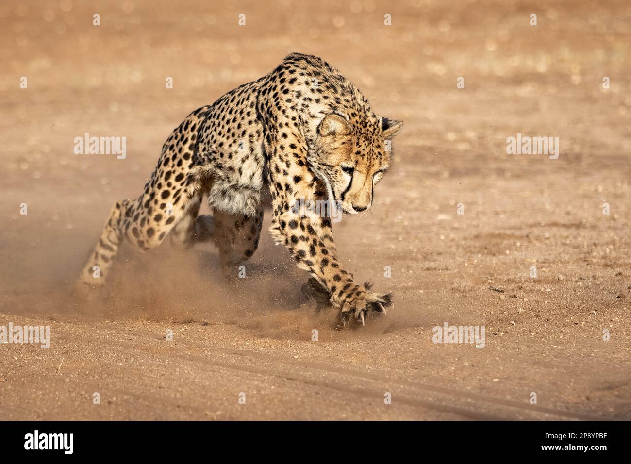 Powerful Cheetah Chases with Claws Stock Photo - Alamy
