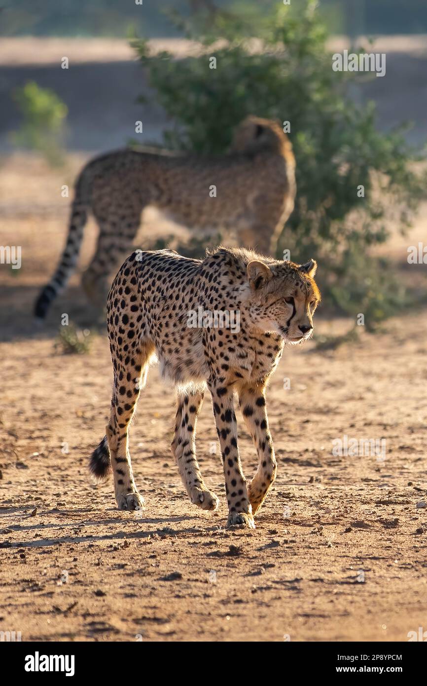 Cheetahs walk the open savannah in Africa in the golden hour sunlight ...