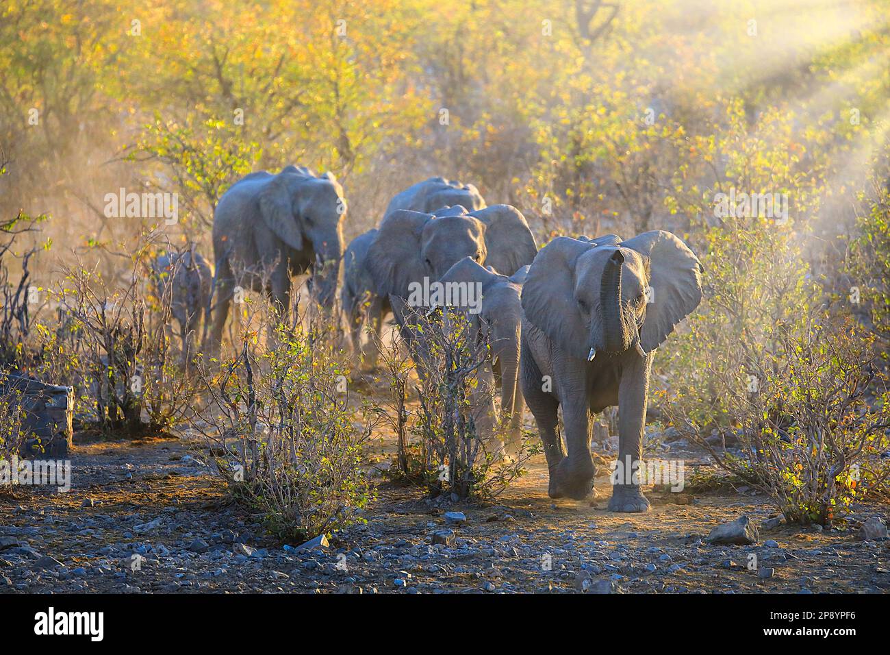 Safari guide elephant hi-res stock photography and images - Alamy