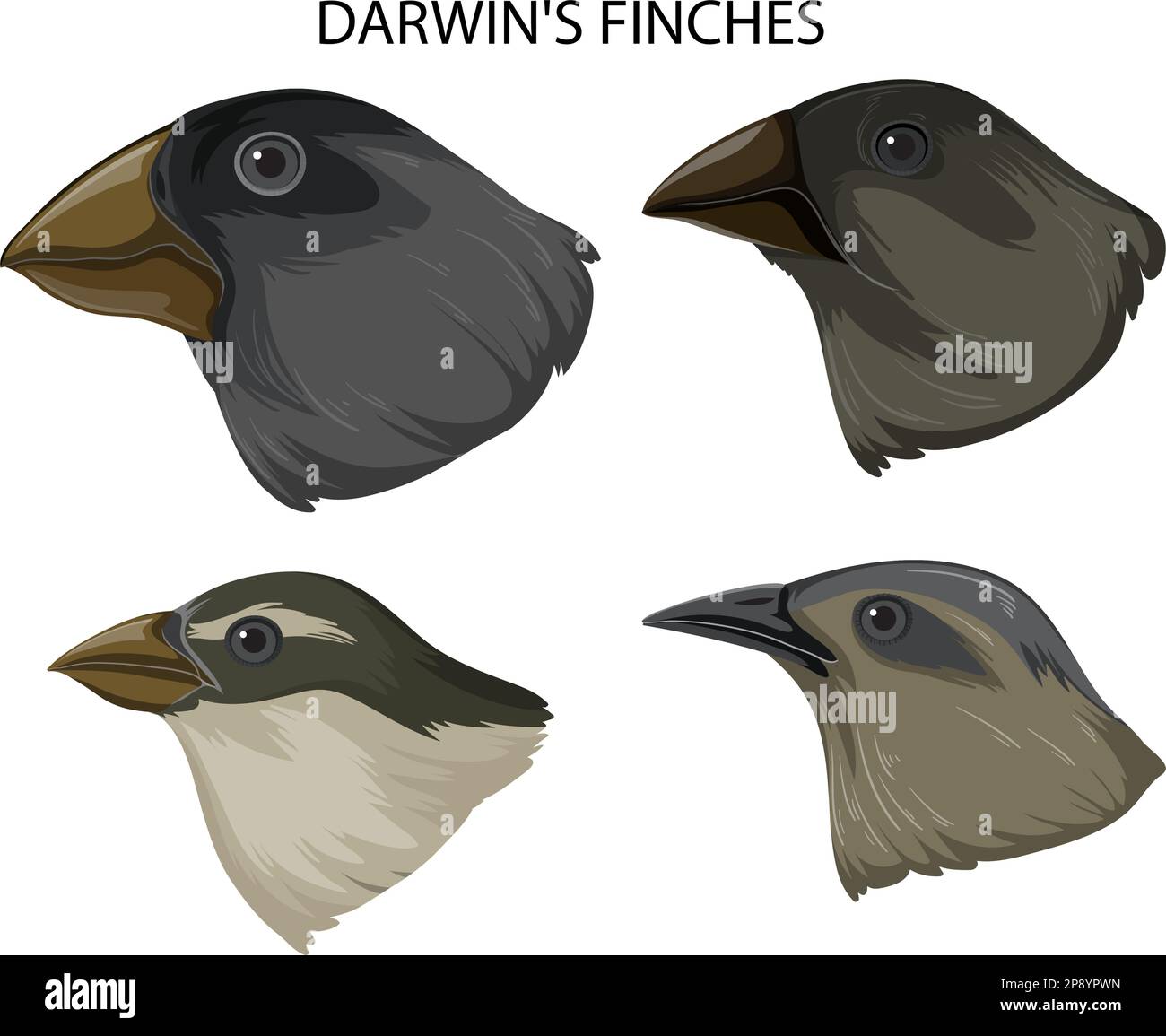 Set of mix finches bird illustration Stock Vector Image & Art - Alamy