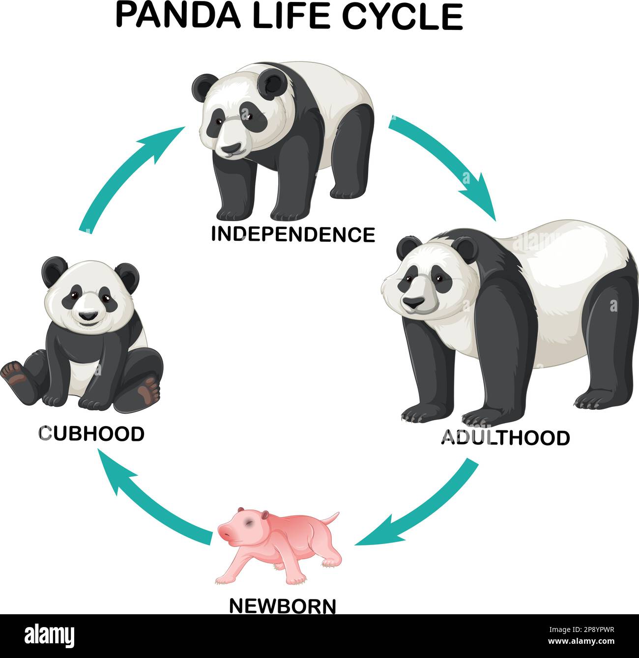 Panda life cycle infographic illustration Stock Vector Image & Art - Alamy