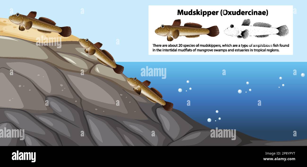 Mudskipper Movement Vector Concept illustration Stock Vector Image ... Mudskipper Movement Vector Concept illustration Stock Vector Image ...