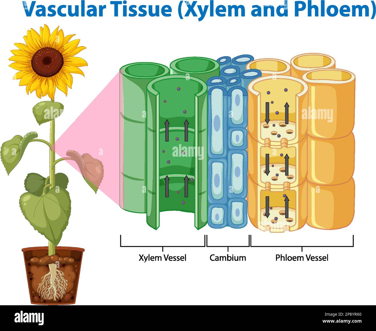 Diagram showing Vascular Tissue (Xylem and Phloem) illustration Stock ... Diagram showing Vascular Tissue (Xylem and Phloem) illustration Stock ...