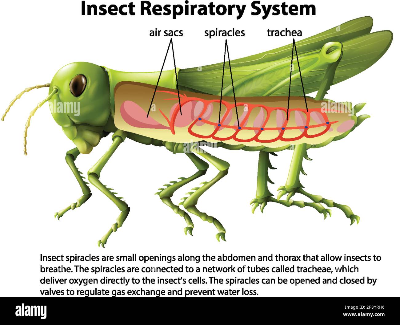 Grasshopper respiratory system diagram illustration Stock Vector Image ...