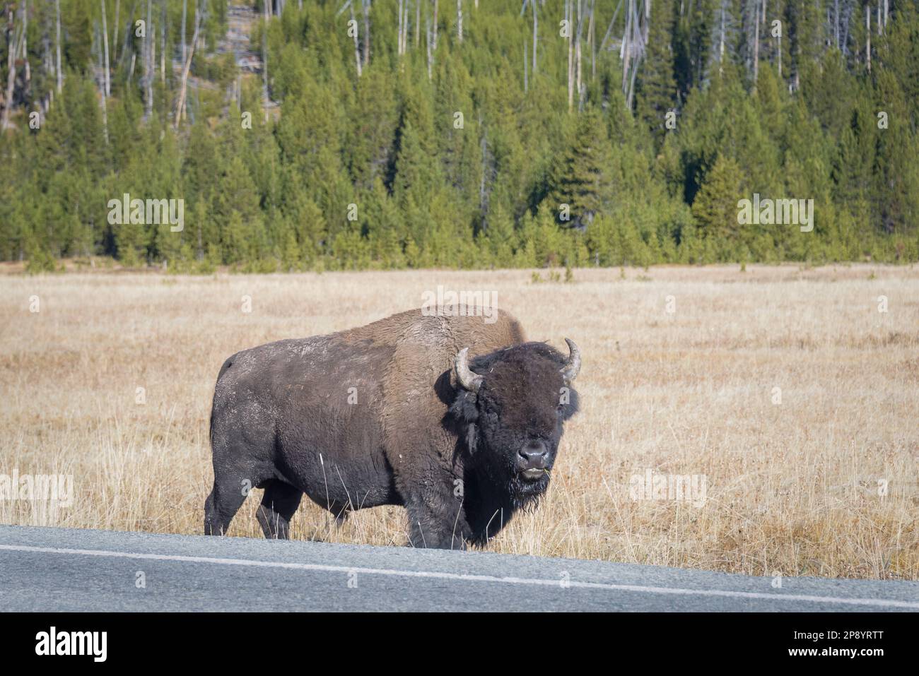 A large bull bison grazing at the side of the road in autumn ...