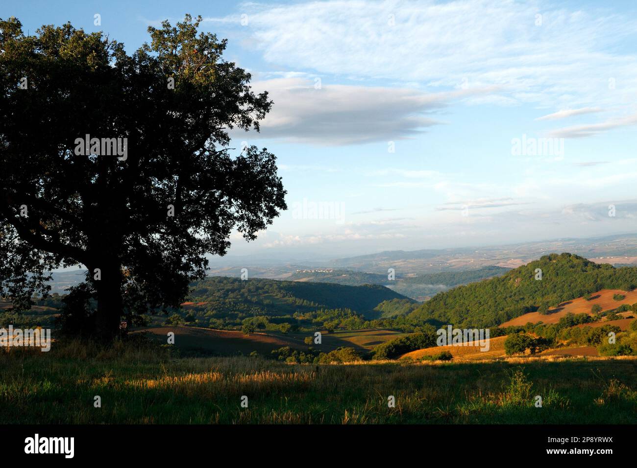 Tall stone oak tree and view across rural Tuscanian landscape to the ...