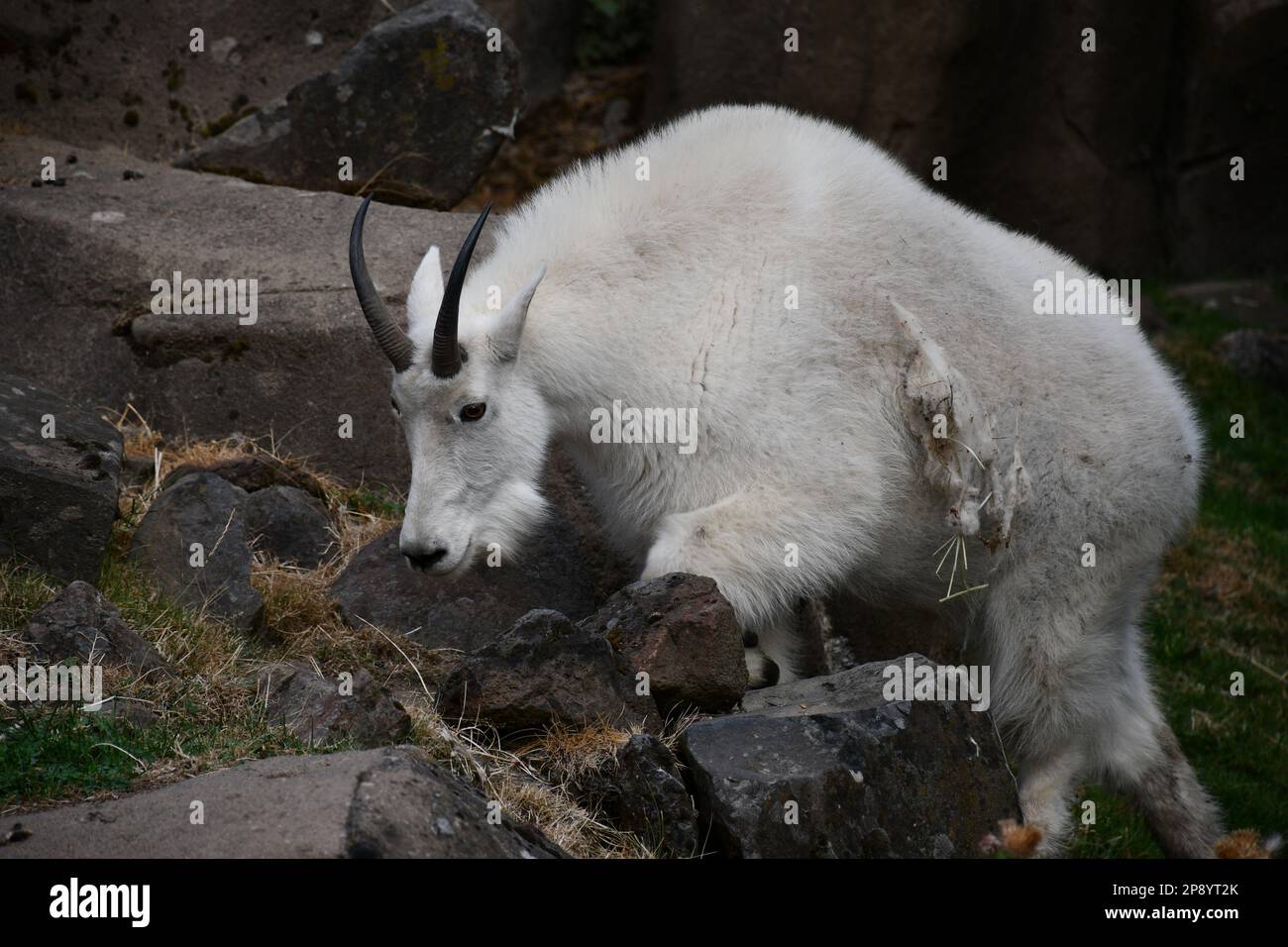 Animal pic's from the Portland Zoo Stock Photo - Alamy