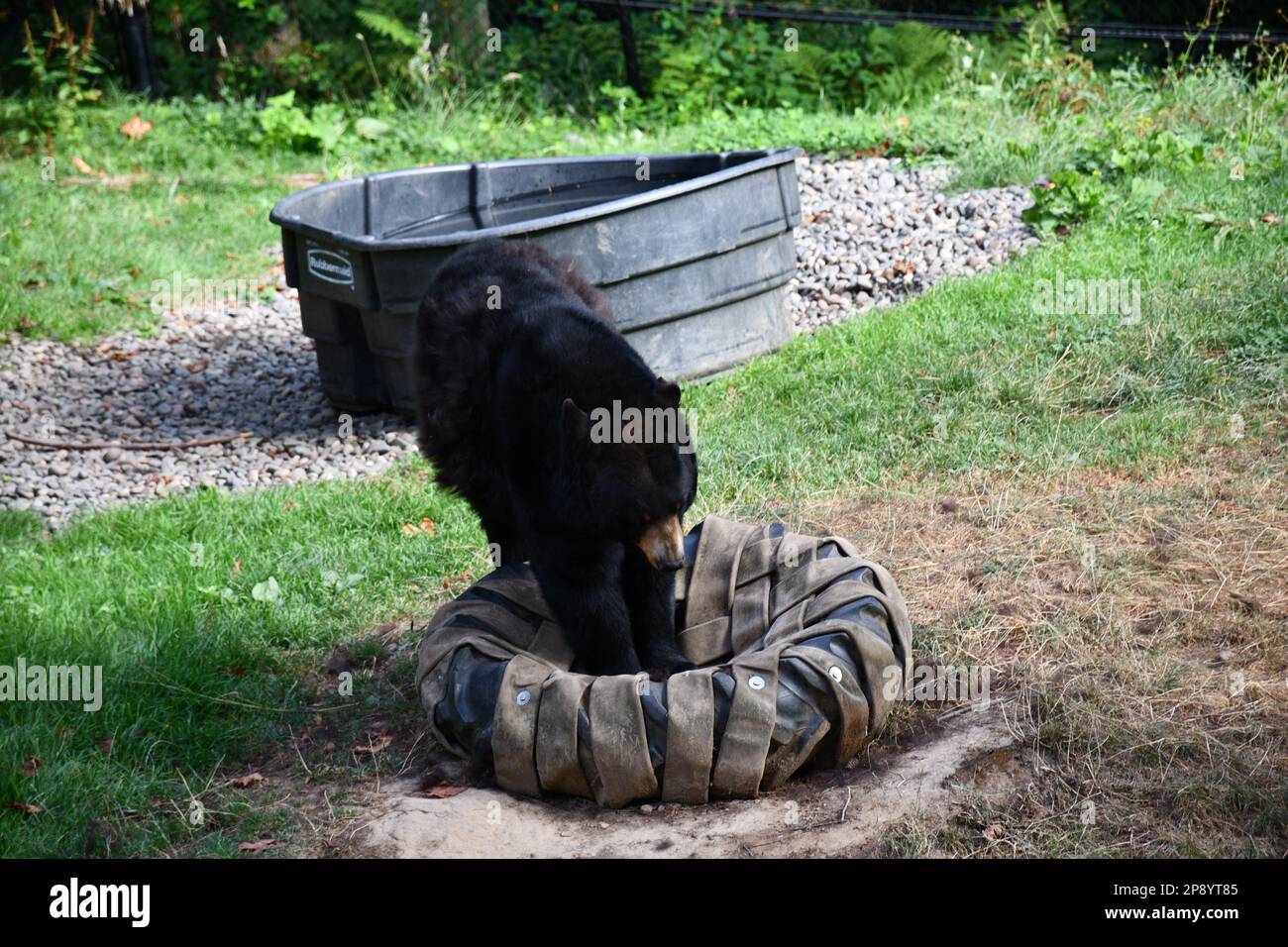 Animal pic's from the Portland Zoo Stock Photo - Alamy