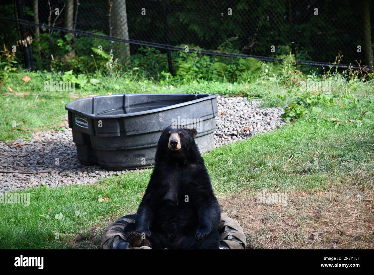 Animal pic's from the Portland Zoo Stock Photo - Alamy