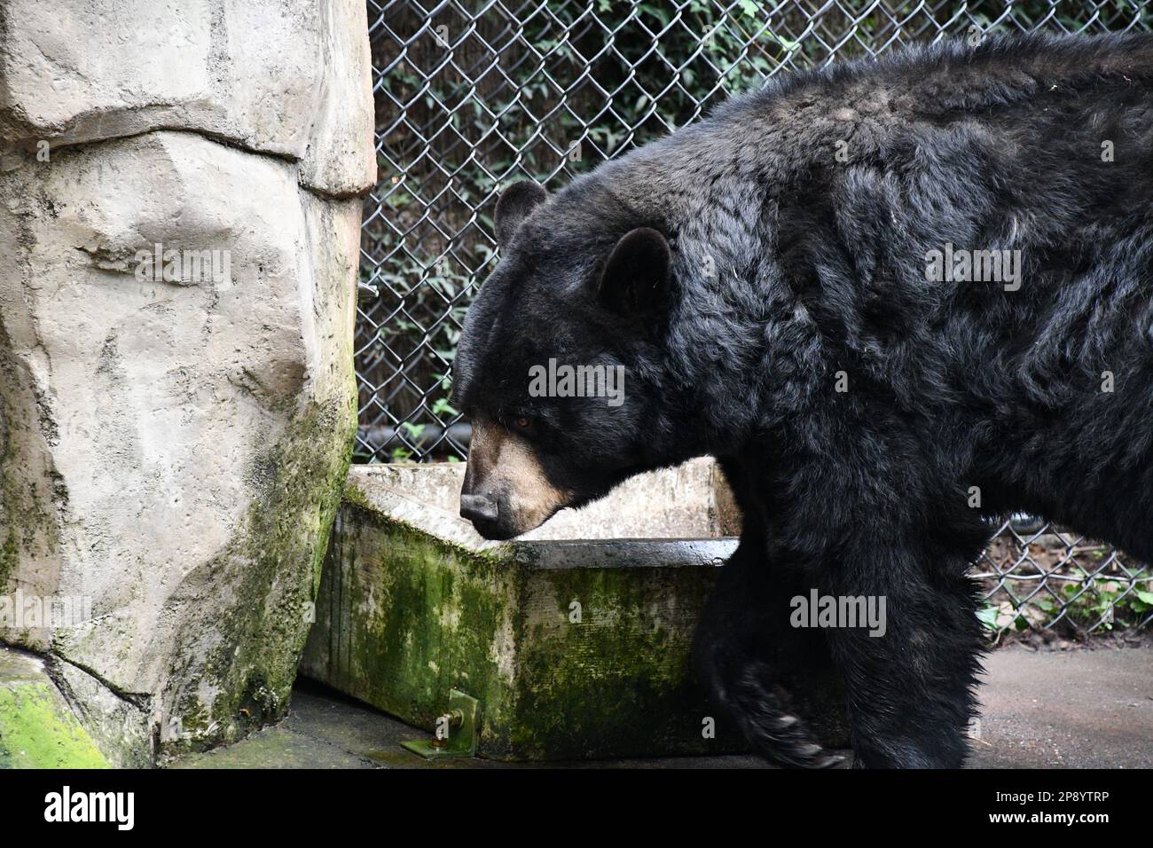Zoo photos animals hi-res stock photography and images - Alamy