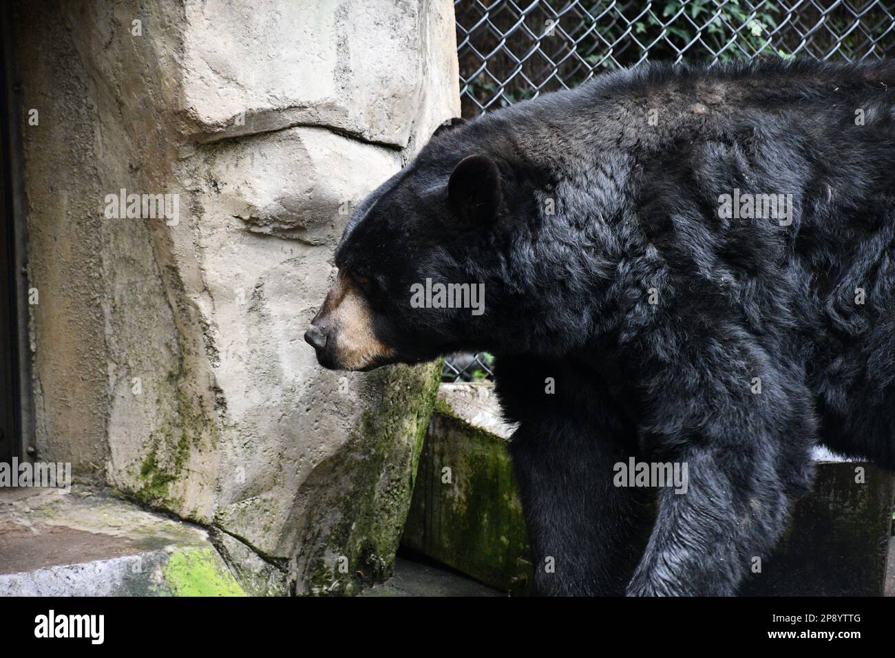 Animal pic's from the Portland Zoo Stock Photo - Alamy