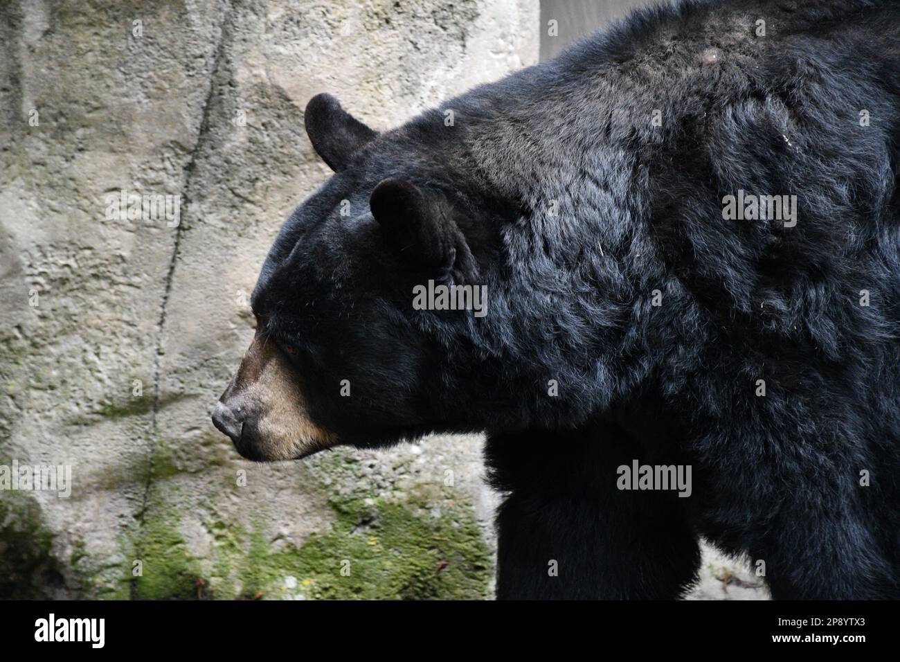 Animal pic's from the Portland Zoo Stock Photo - Alamy