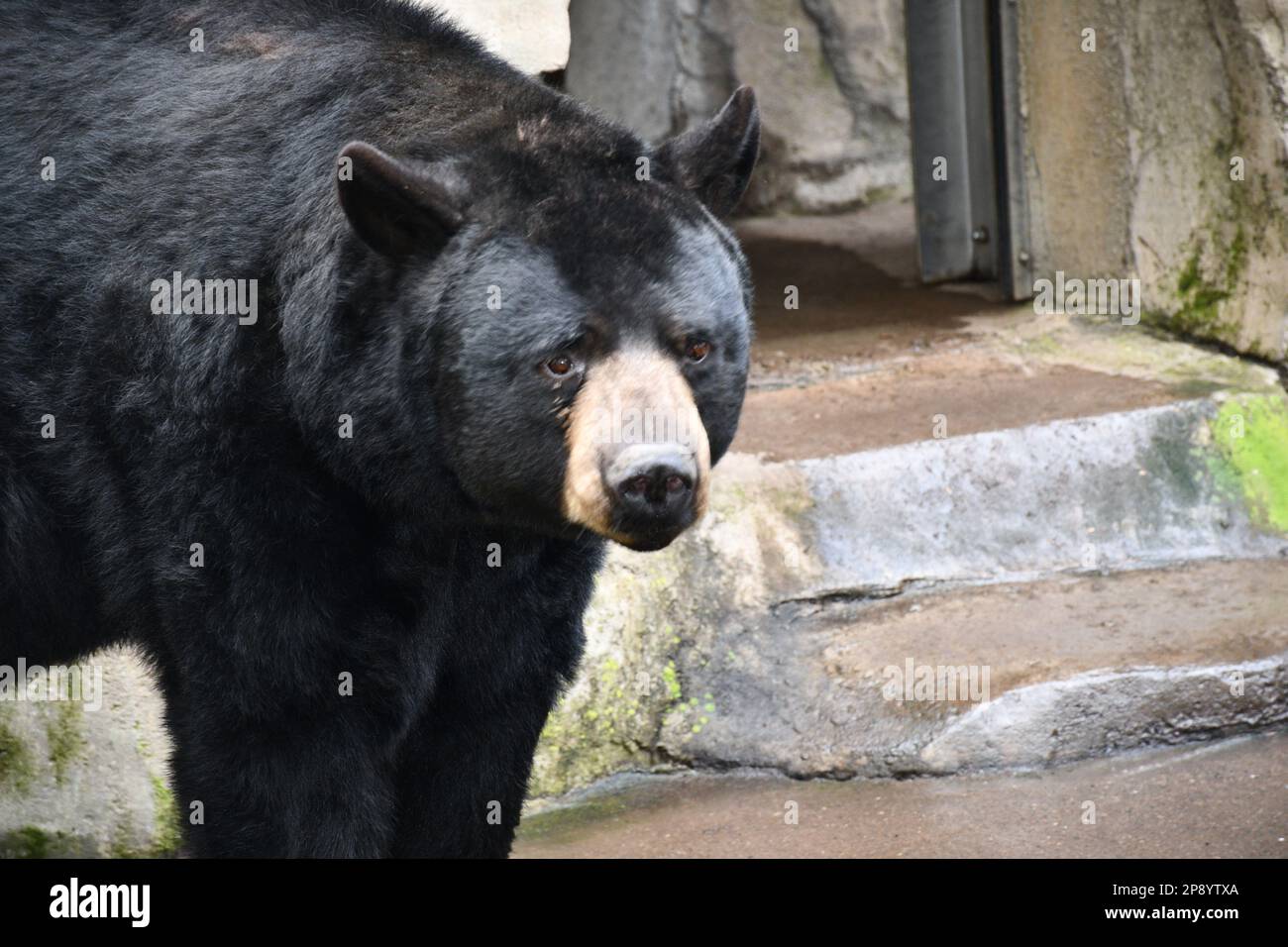 Animal pic's from the Portland Zoo Stock Photo - Alamy