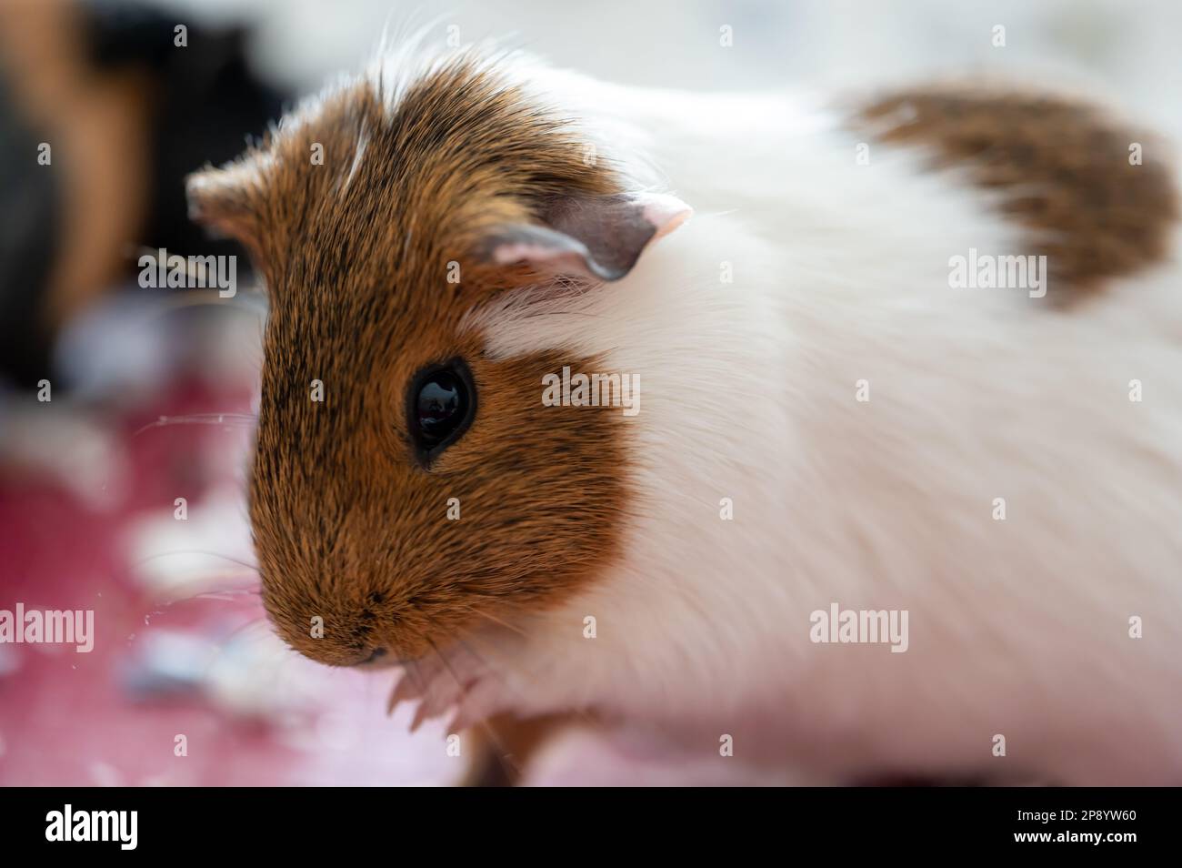 Guinea pig grooming herself by cleaning fur and whiskers Stock Photo ...