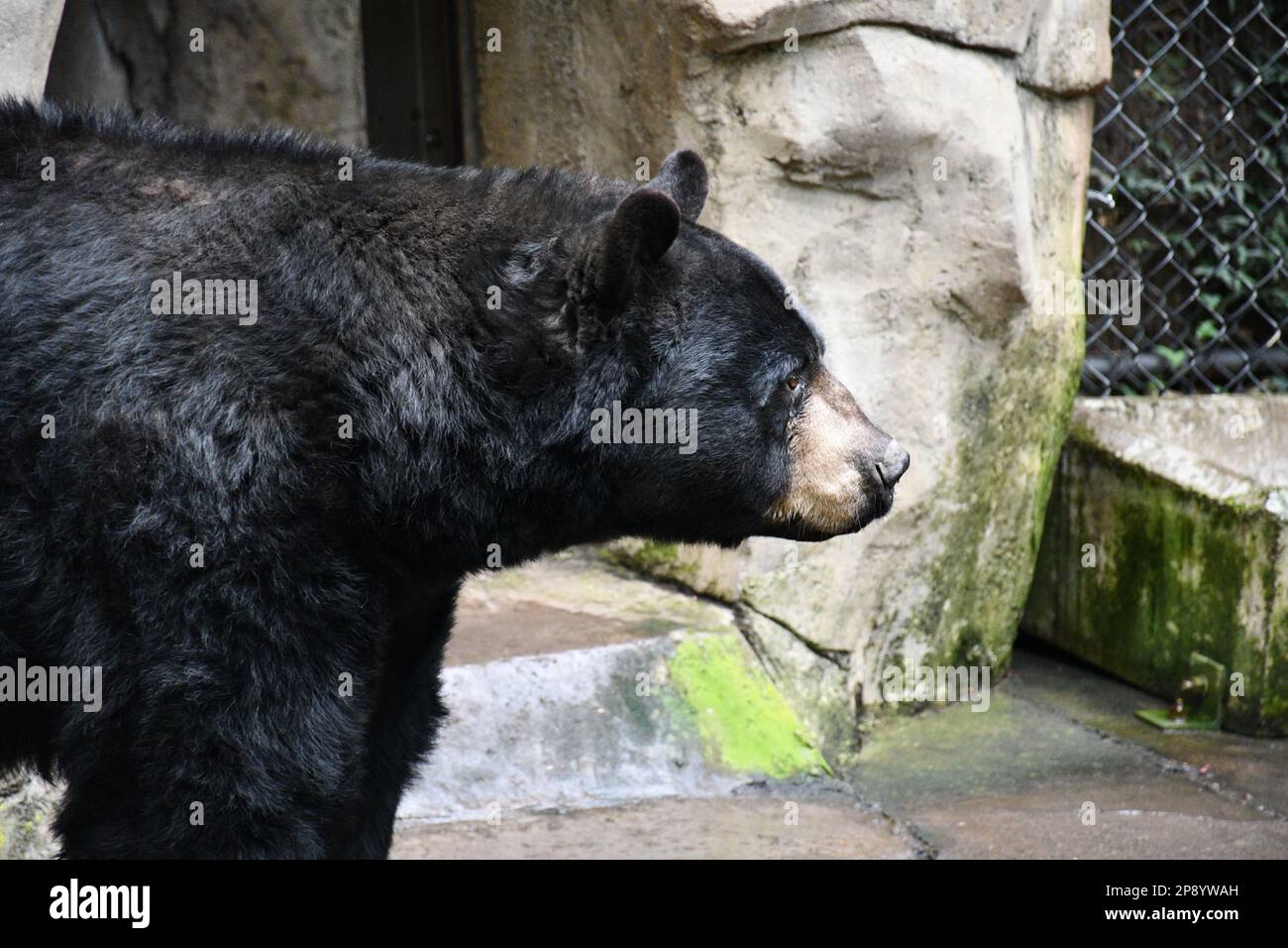 Animal pic's from the Portland Zoo Stock Photo - Alamy