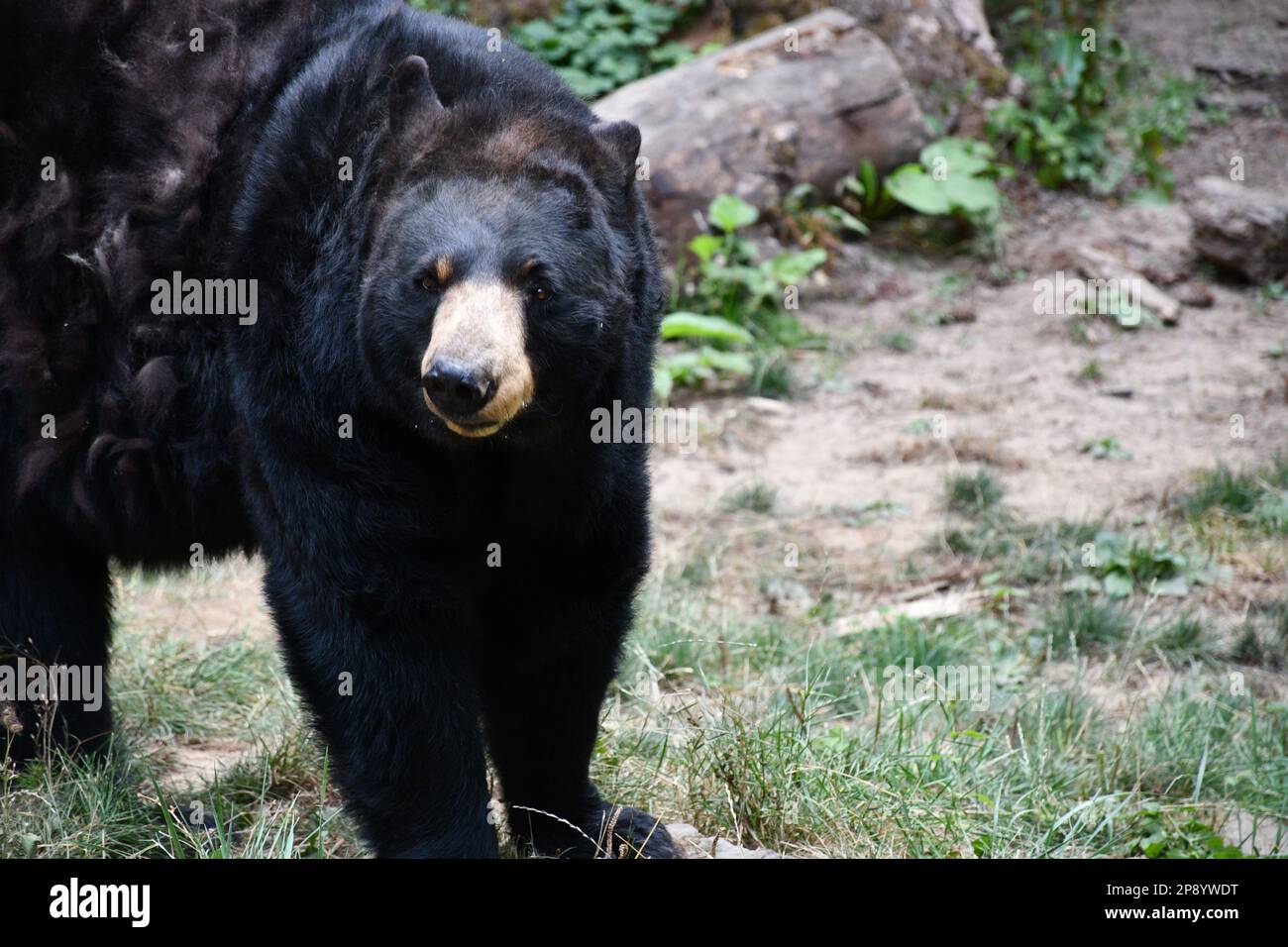 Animal pic's from the Portland Zoo Stock Photo - Alamy
