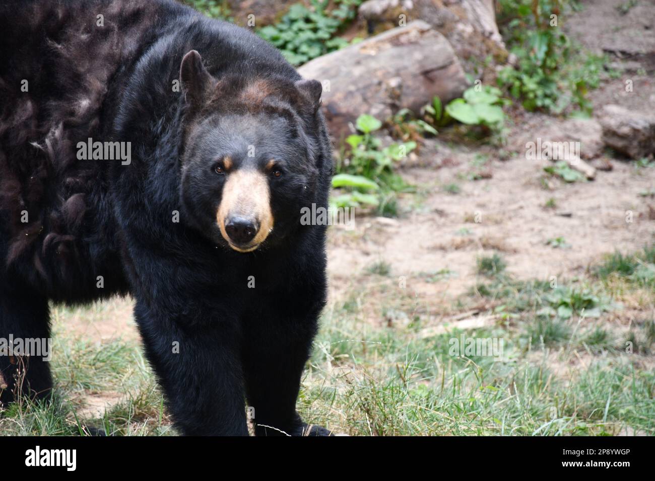 Animal pic's from the Portland Zoo Stock Photo - Alamy