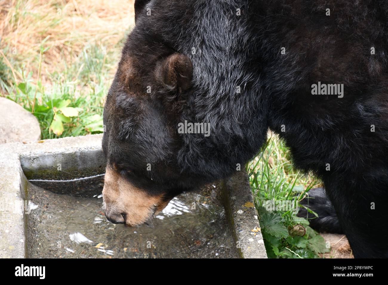 Animal pic's from the Portland Zoo Stock Photo - Alamy