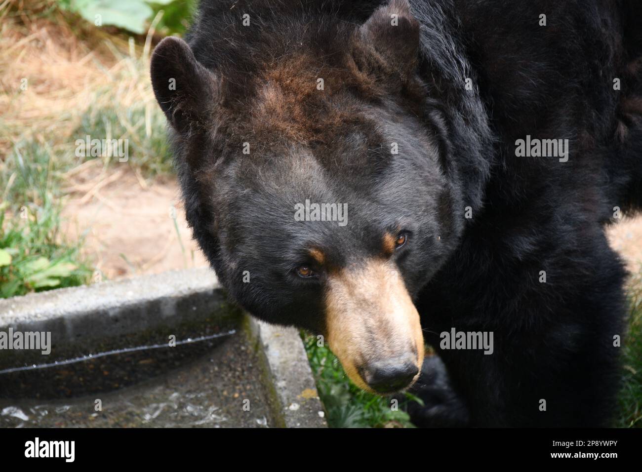 Animal pic's from the Portland Zoo Stock Photo - Alamy
