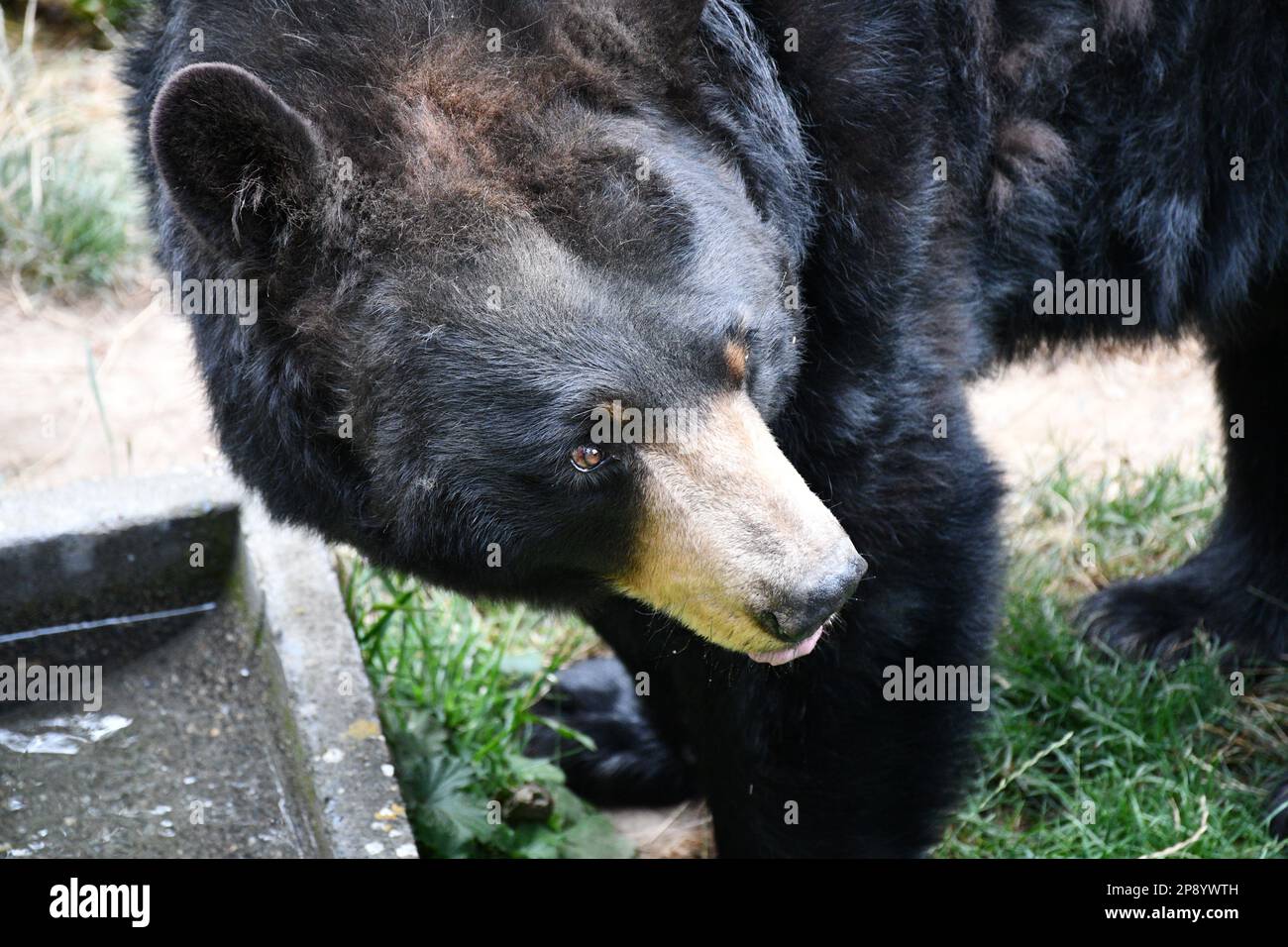 Animal pic's from the Portland Zoo Stock Photo - Alamy