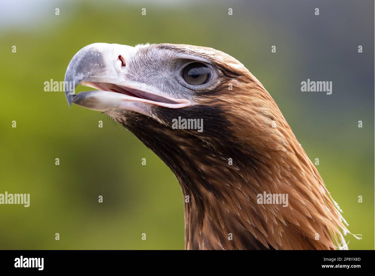 Close up of Australian Wedge-tailed Eagle Stock Photo - Alamy