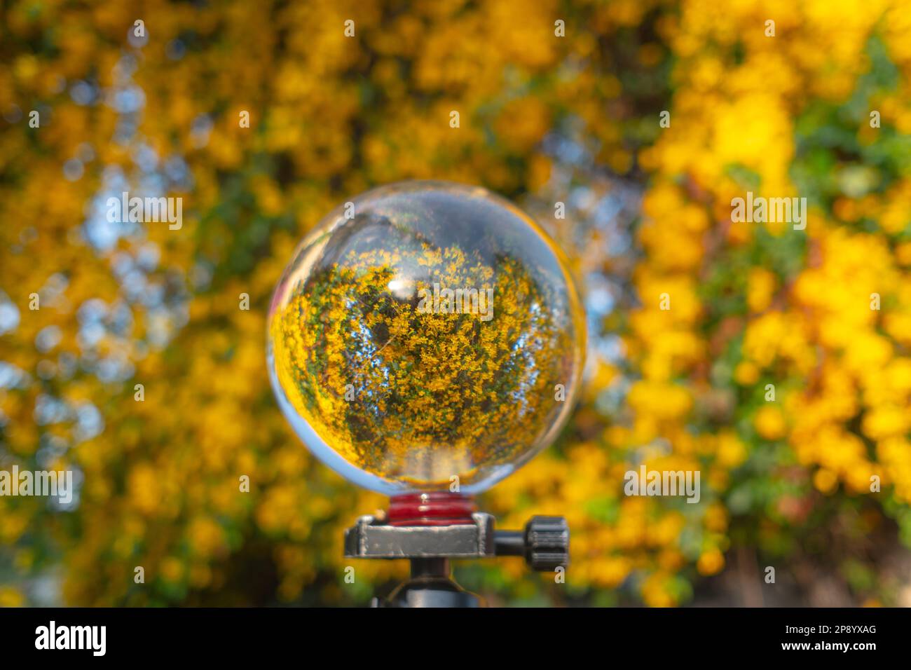 Bright yellow flowers inside crystal ball. Yellow chrysanthemums daisy ...