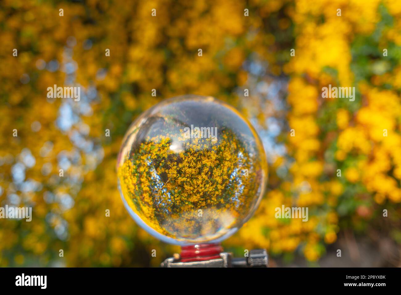 Bright yellow flowers inside crystal ball. Yellow chrysanthemums daisy ...