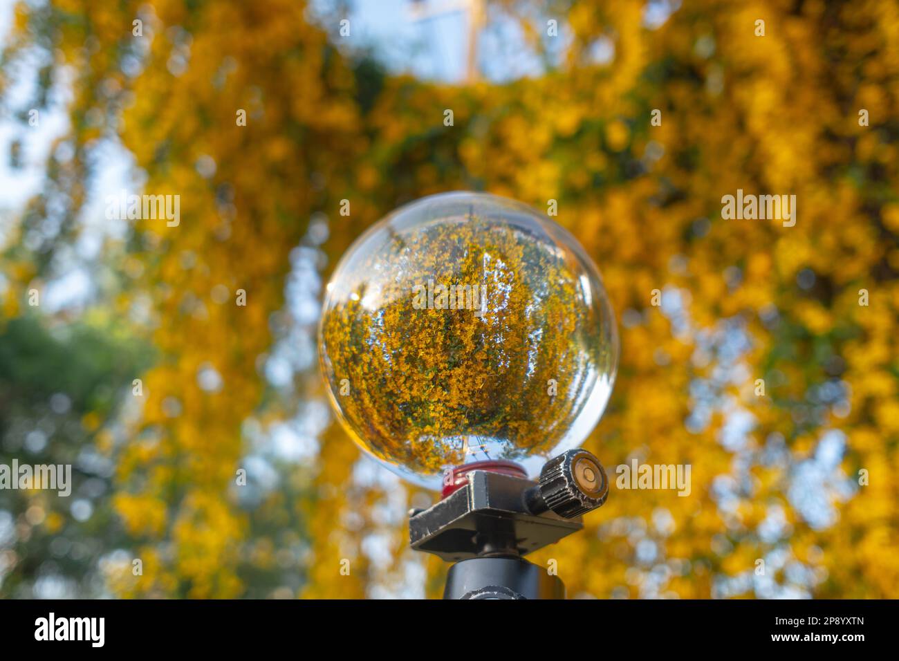 Bright yellow flowers inside crystal ball. Yellow chrysanthemums daisy ...