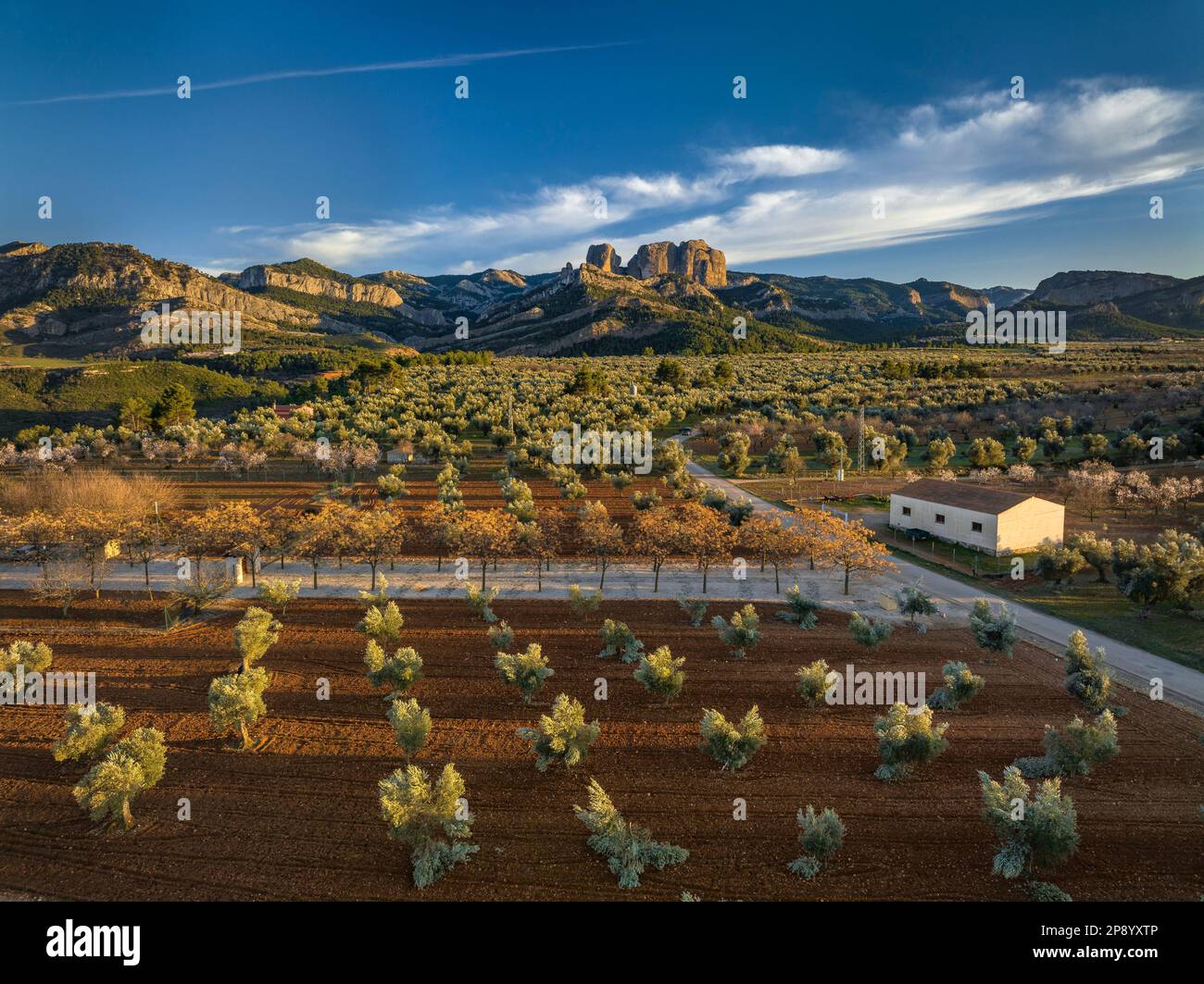 Aerial view of a sunset between fields and blooming almond trees in ...
