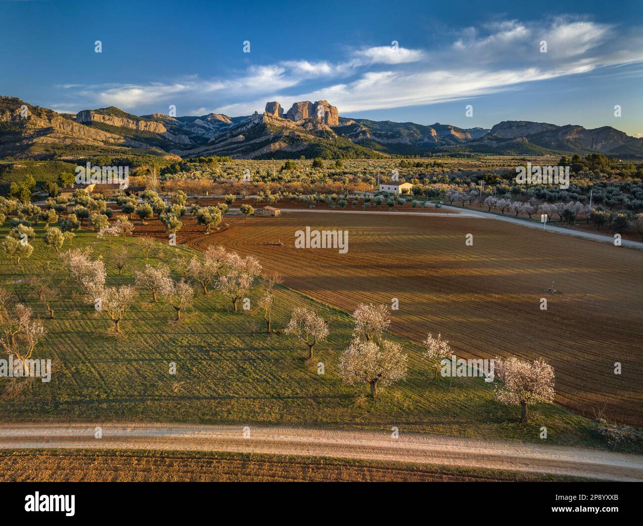 Aerial view of a sunset between fields and blooming almond trees in ...