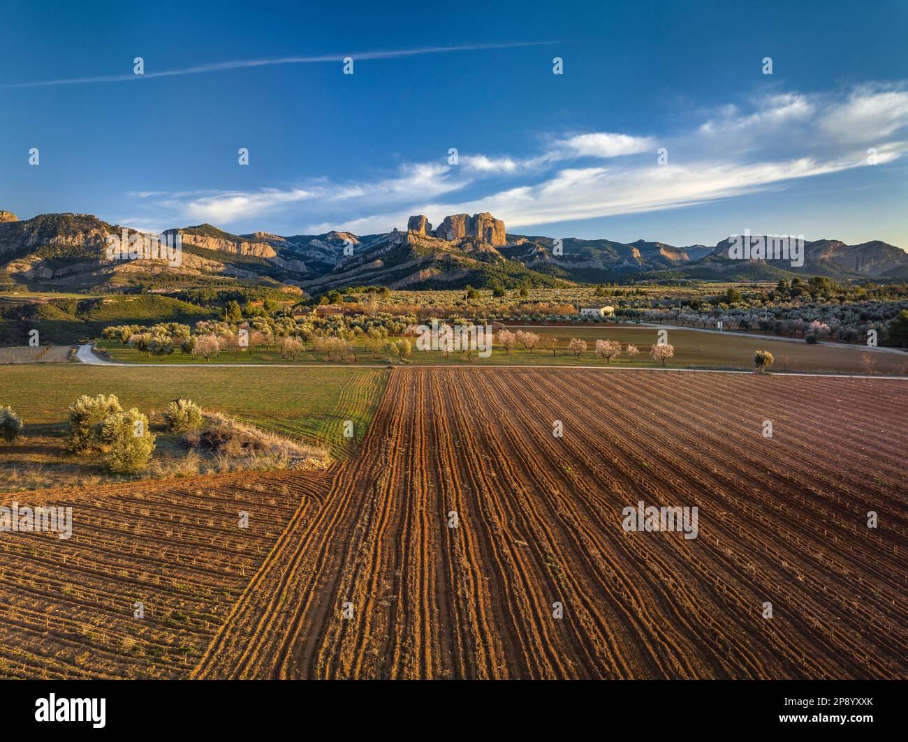 Aerial view of a sunset between fields and blooming almond trees in ...