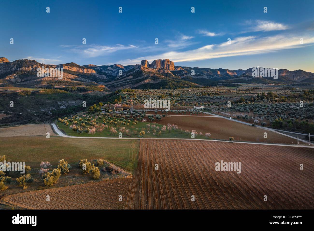 Aerial view of a sunset between fields and blooming almond trees in ...