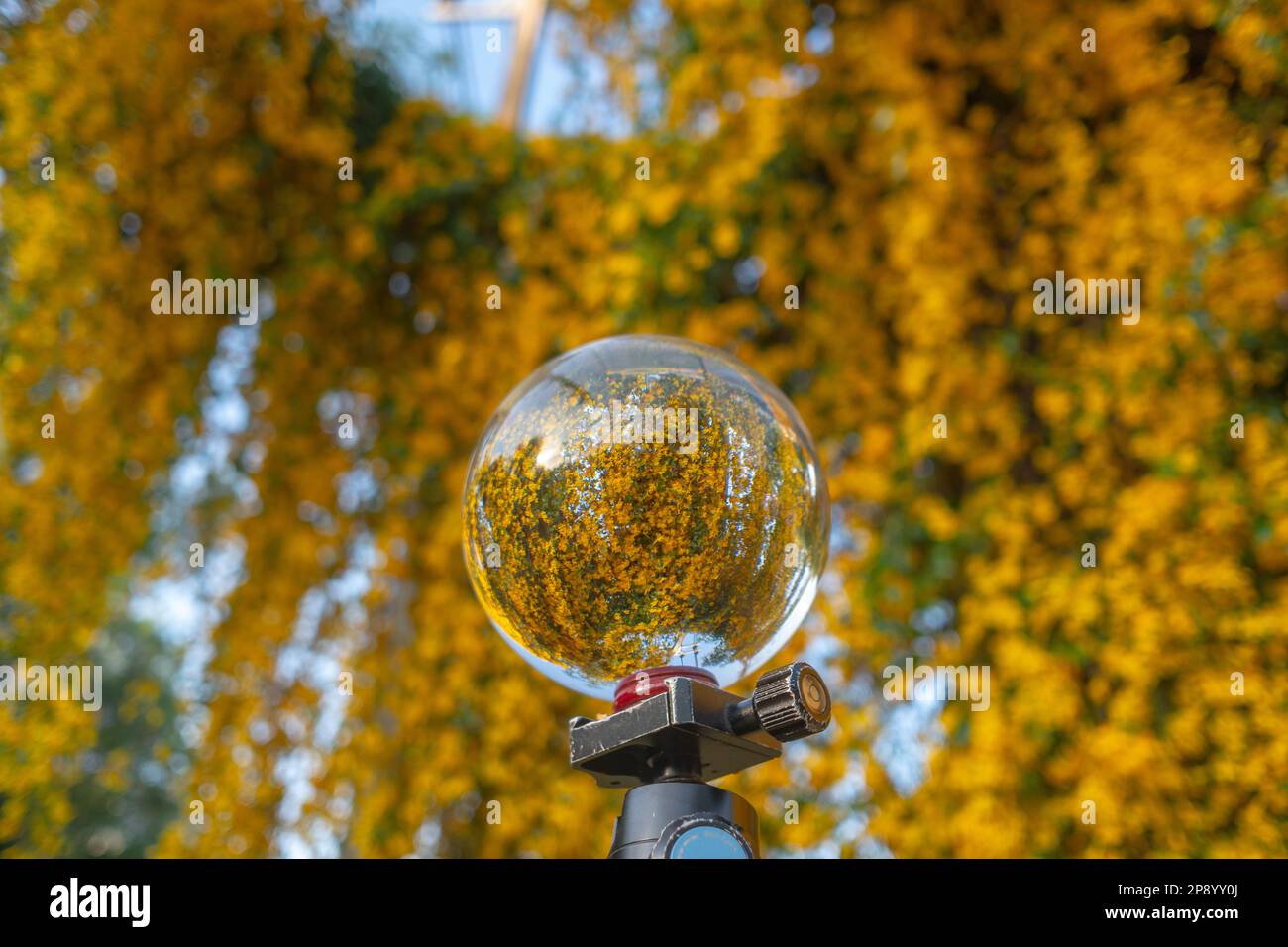 Bright yellow flowers inside crystal ball. Yellow chrysanthemums daisy ...