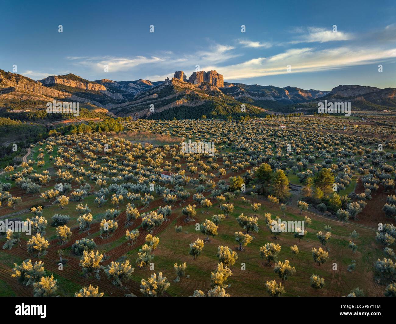 Aerial view of a sunset between fields and olive groves in spring, with ...