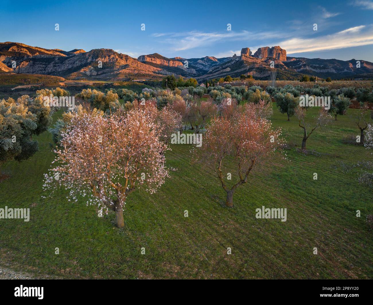 Aerial view of a sunset between fields of blooming almond trees and ...