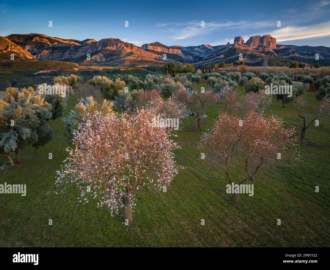 Aerial view of a sunset between fields of blooming almond trees and ...