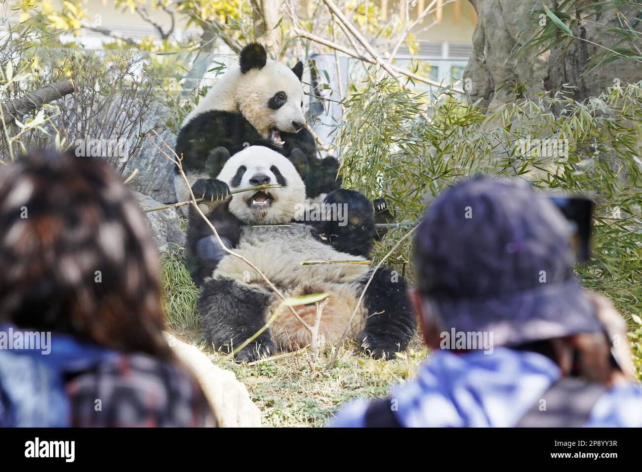 Twin giant pandas -- male Xiao Xiao (front) and his sister Lei Lei -- are pictured at Ueno ...