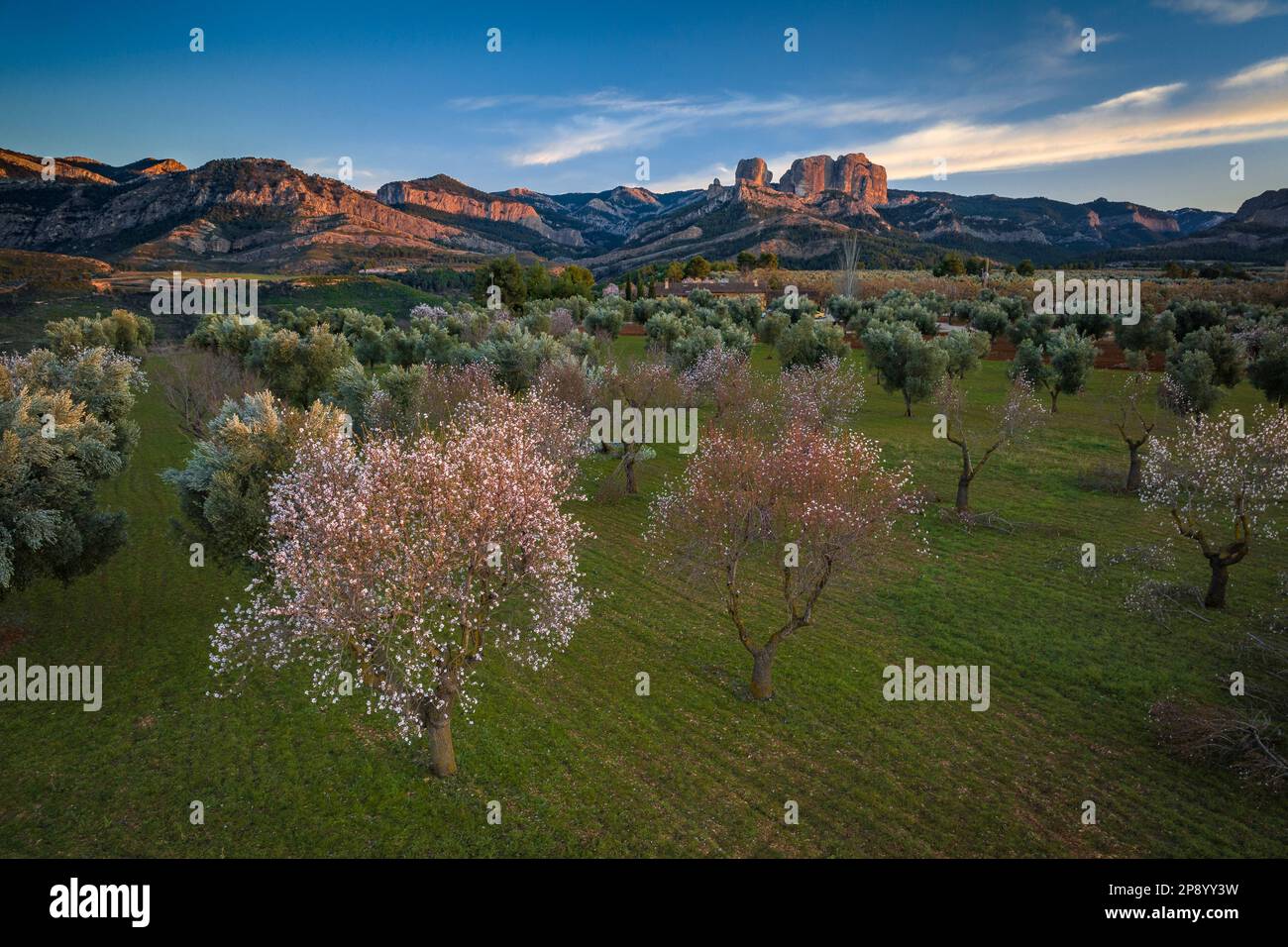 Aerial view of a sunset between fields of blooming almond trees and ...