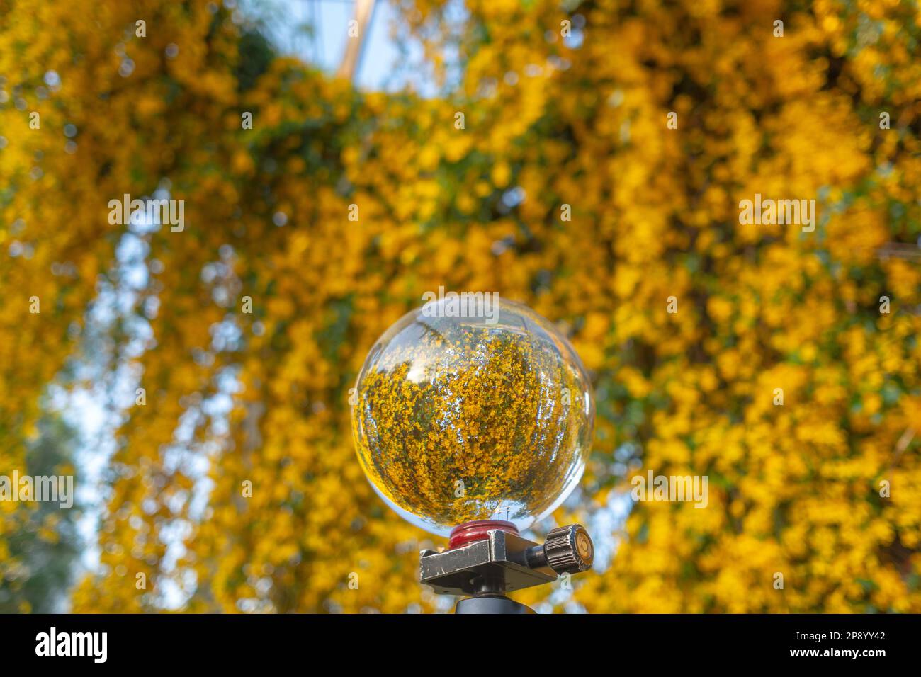 Bright yellow flowers inside crystal ball. Yellow chrysanthemums daisy ...