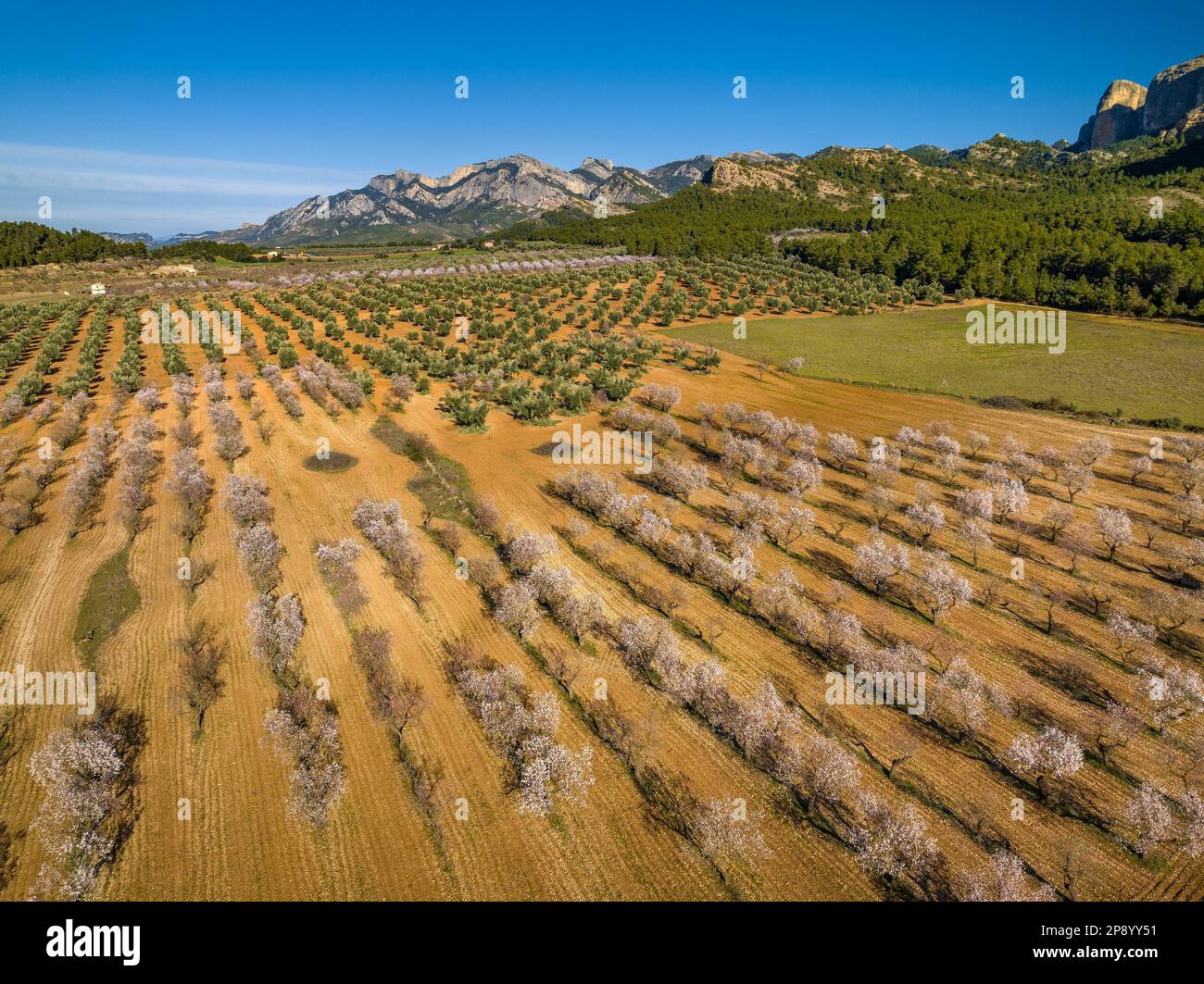 Aerial view of almond blossom fields in spring and Els Ports Natural ...