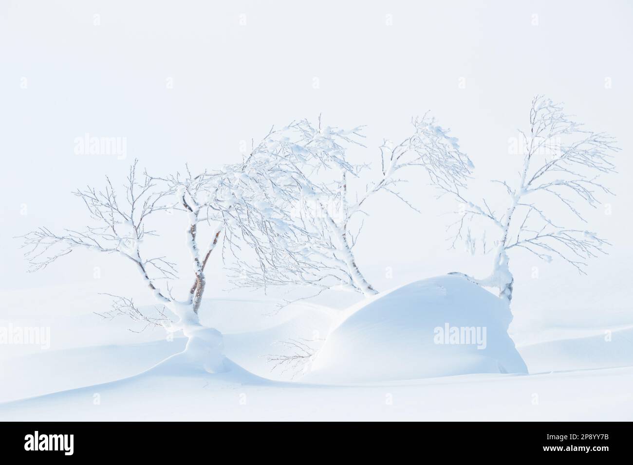 Small hardy trees hi-res stock photography and images - Alamy