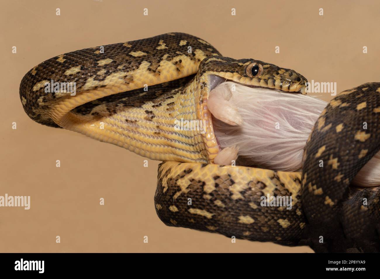 Hatchling Australian Diamond Python taking first feed Stock Photo - Alamy