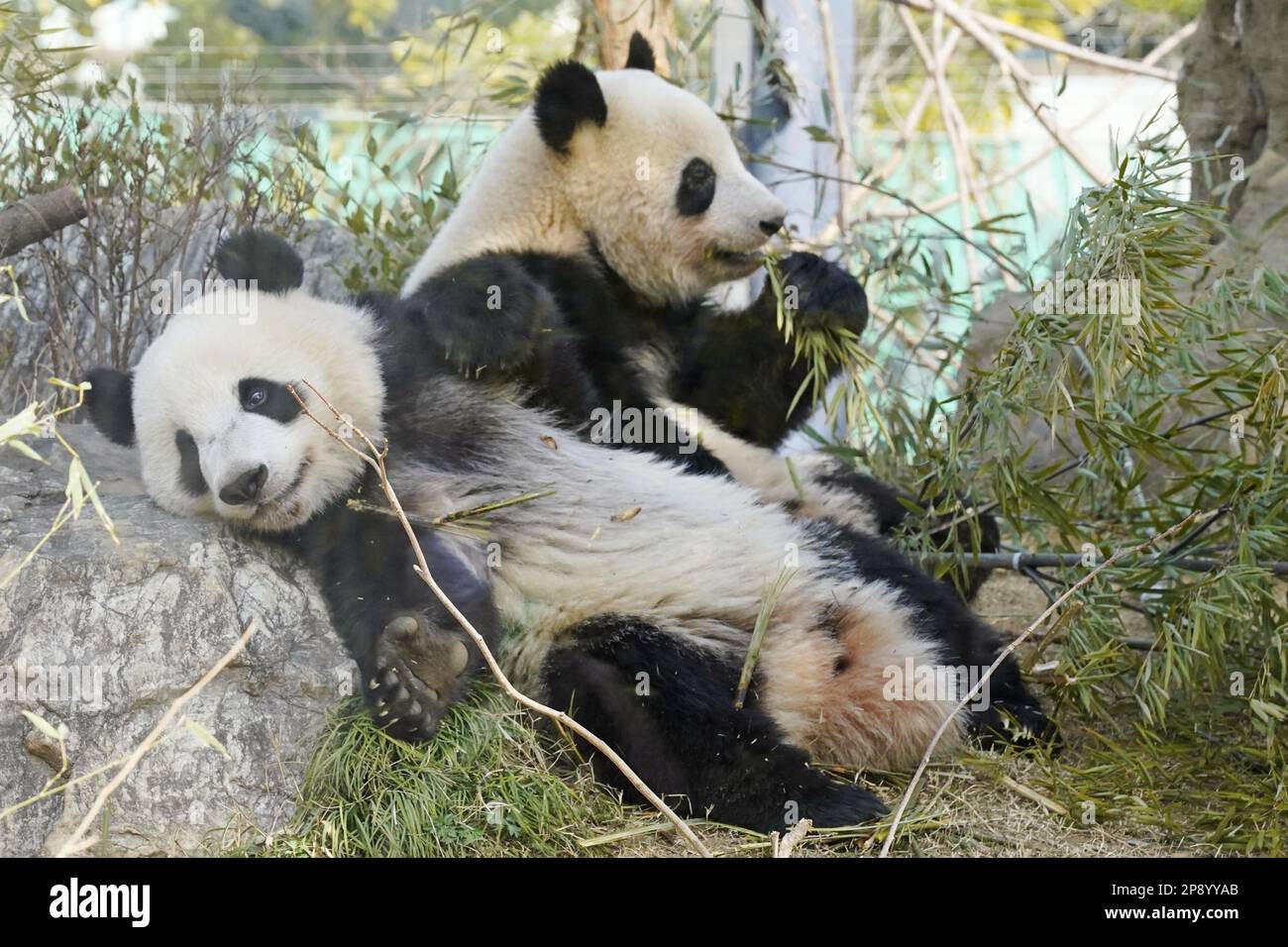 Twin giant pandas -- male Xiao Xiao (front) and his sister Lei Lei ...