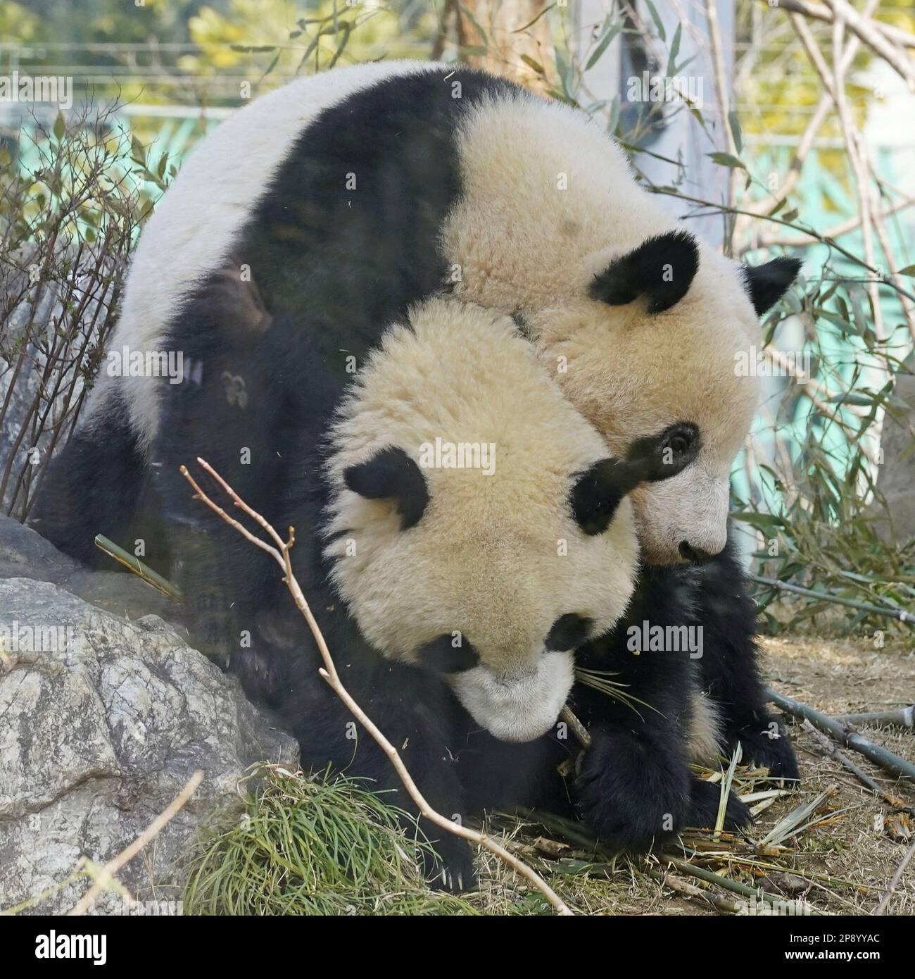 Twin giant pandas -- male Xiao Xiao (bottom) and his sister Lei Lei -- are pictured at Ueno ...