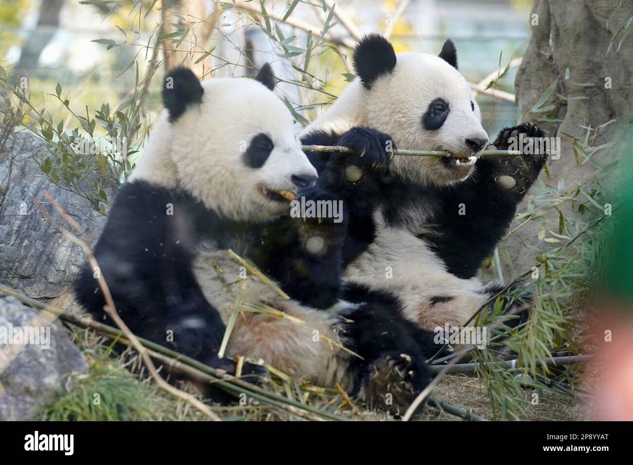 Twin giant pandas -- male Xiao Xiao (L) and his sister Lei Lei -- are pictured at Ueno ...