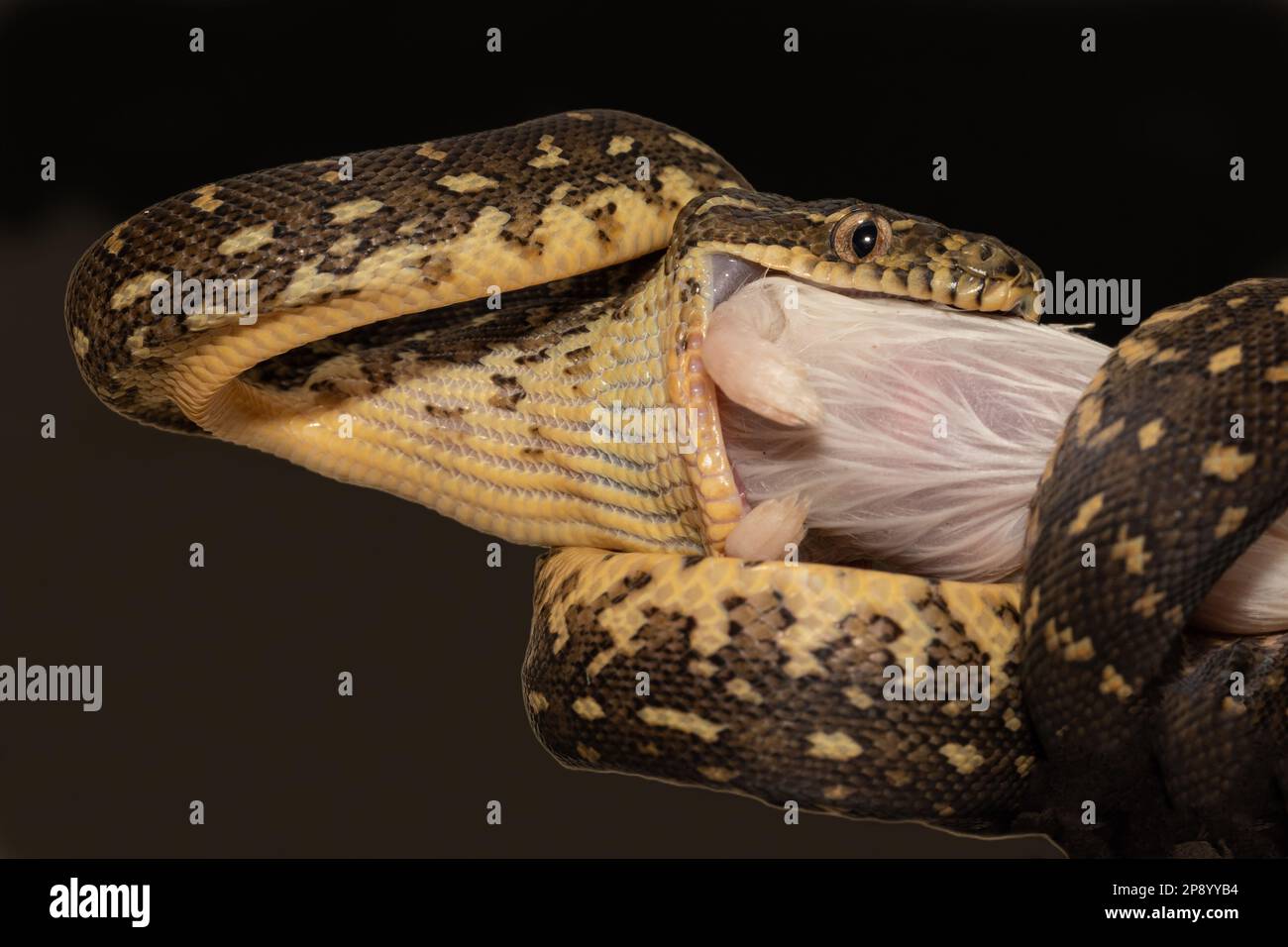 Hatchling Australian Diamond Python taking first feed Stock Photo - Alamy