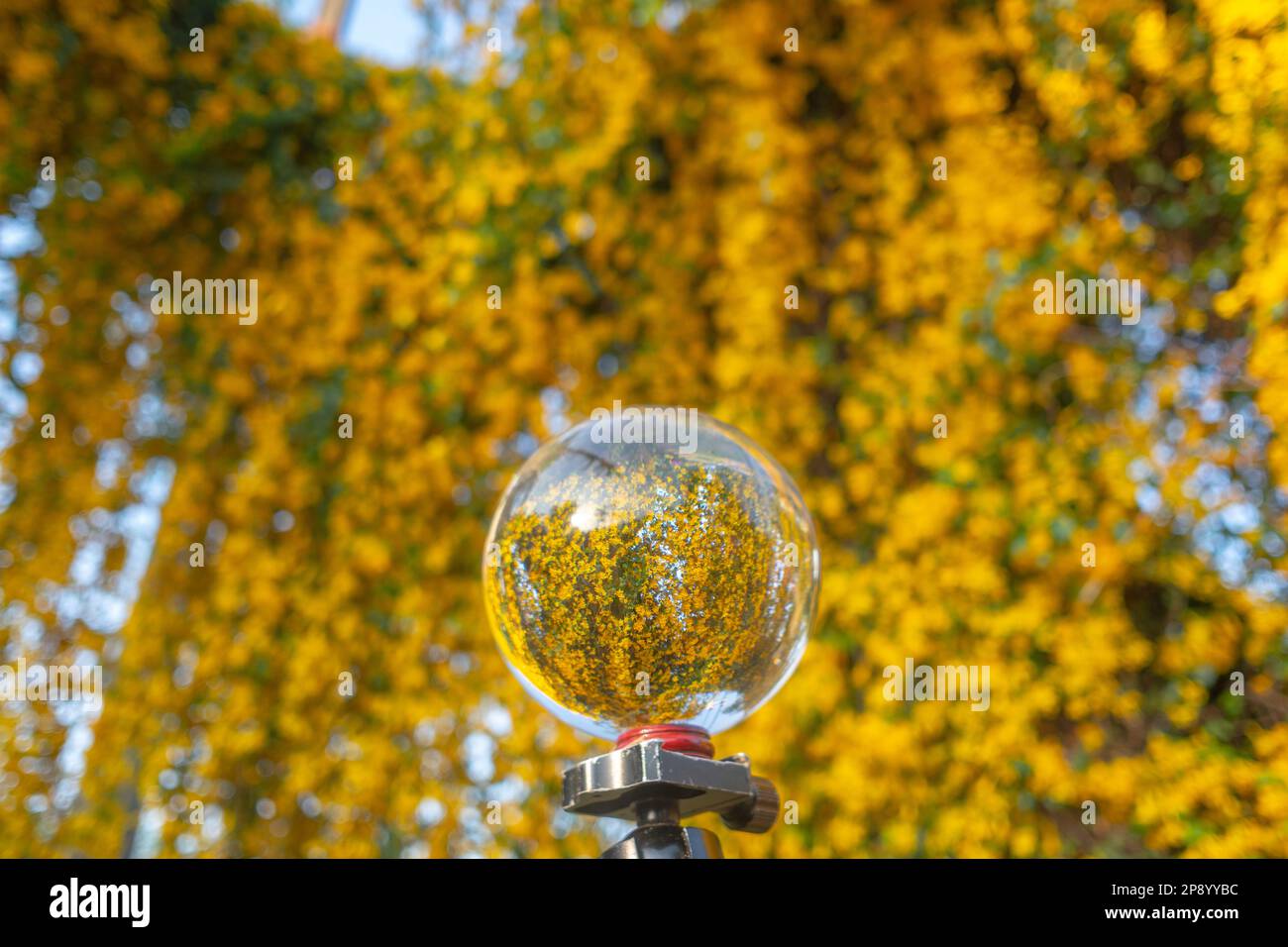 Bright yellow flowers inside crystal ball. Yellow chrysanthemums daisy ...
