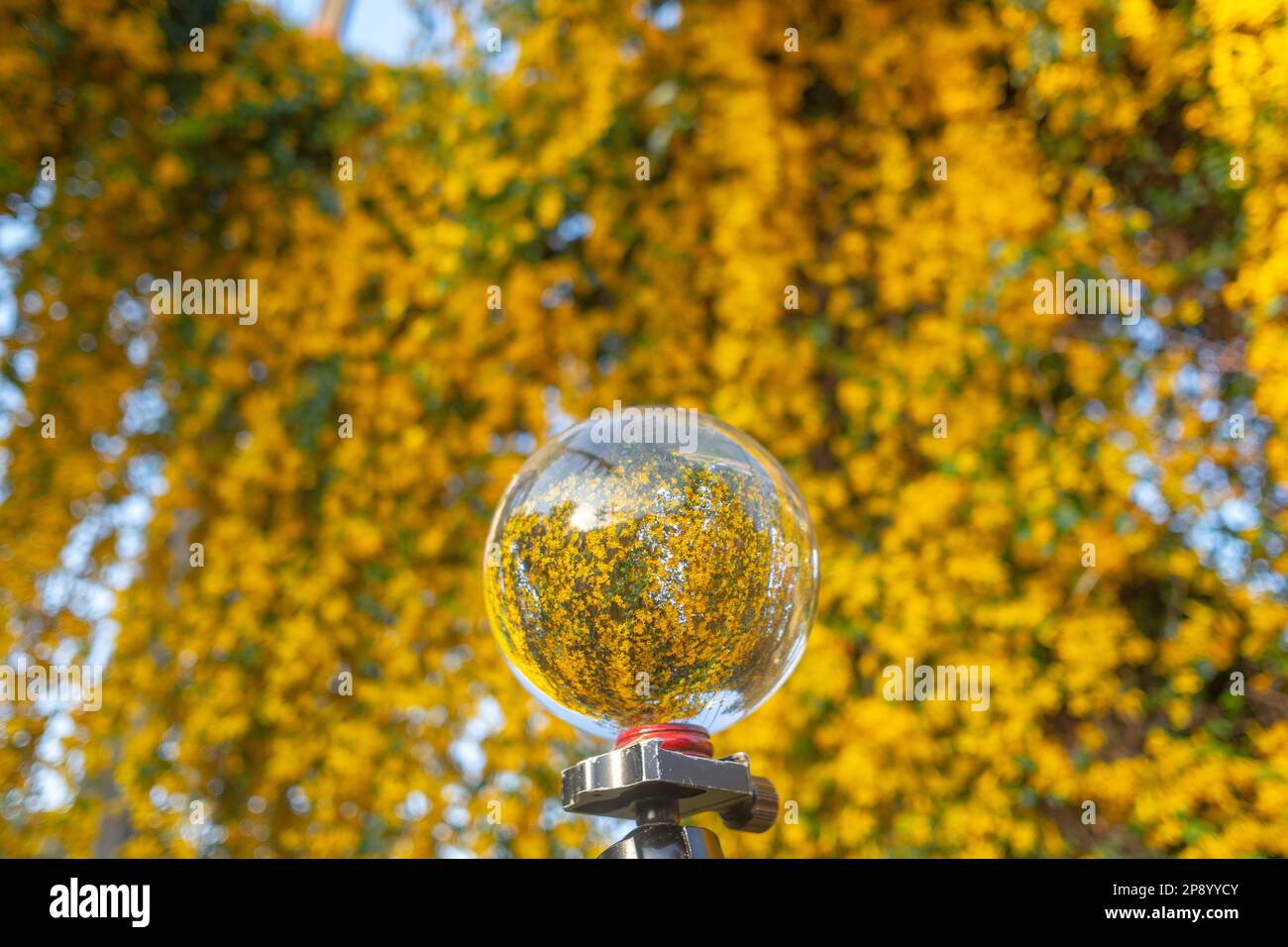 Bright yellow flowers inside crystal ball. Yellow chrysanthemums daisy ...