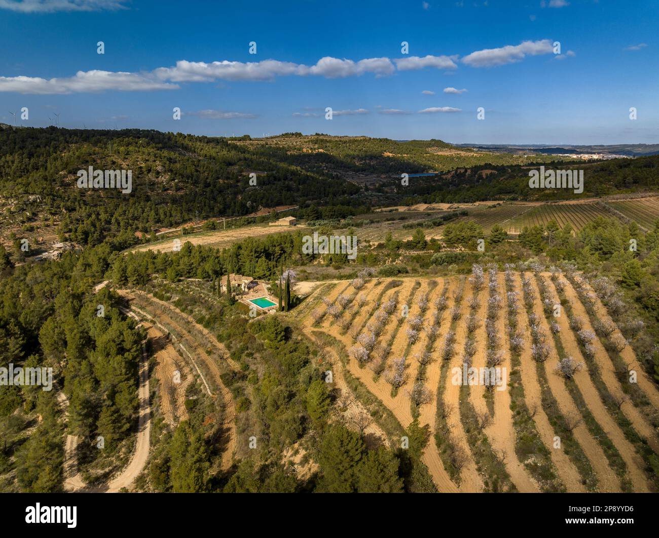Aerial view of almond blossom fields in spring in a farm near the ...