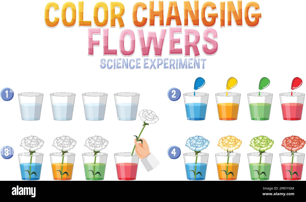 Color changing flowers science experiment illustration Stock Vector ...